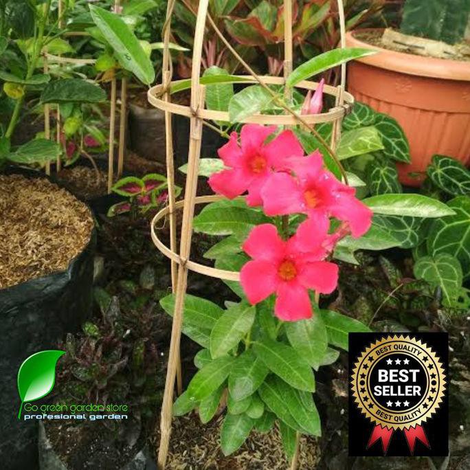 Jual Tanaman Hias - Pohon Rambat Mandevilla Bunga Merah, Bibit ...