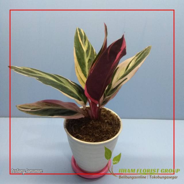 Jual Calathea Tricolor - Kalatea Merah putih - Calatea | Shopee Indonesia