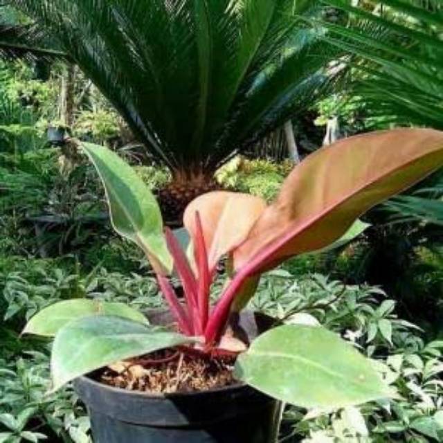 Jual Tanaman Hias Philo Red Emerald | Shopee Indonesia
