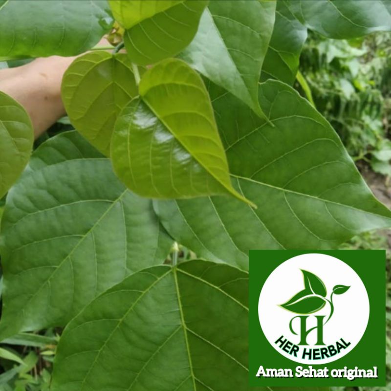 Jual Daun dadap serep segar 1kg | Shopee Indonesia