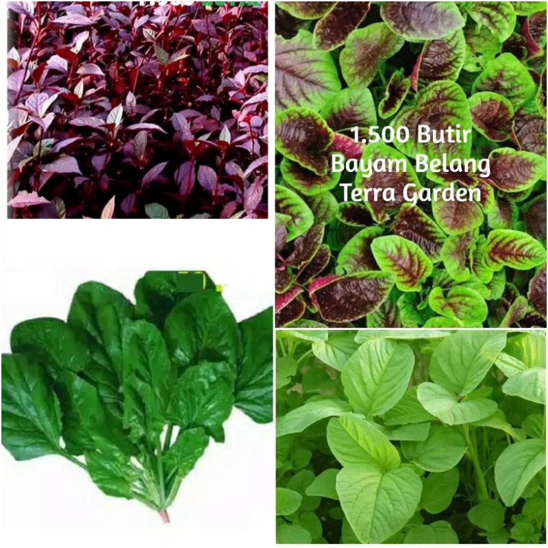 Jual Bibit Benih Biji Bayam hijau merah belang bayam jepang horenso ...