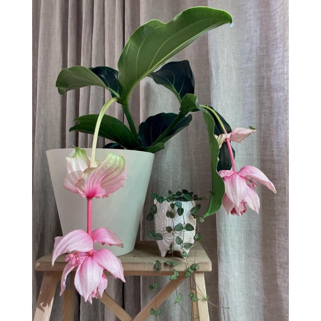 Jual Bibit tanaman bunga parijoto Filipina/showy medinilla/rose grape ...