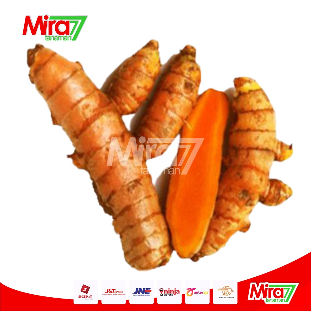 Jual KUNYIT KONENG KUNIR SEGAR 1KG MIRA7 TANAMAN | Shopee Indonesia