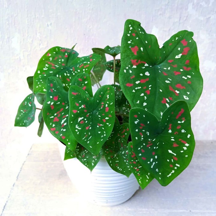 Jual Tanaman hias Keladi tri color- caladium tri colour - pohon bunga ...