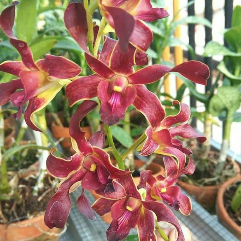 Jual Anggrek Dendrobium Salaya Fancy+Burana Twist (bunga besar ...