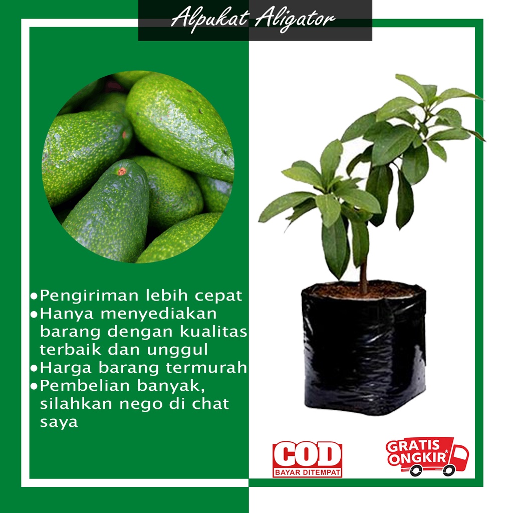 Jual BIBIT TANAMAN BUAH ALPUKAT ALATOR SIAP BERBUAH yesss | Shopee ...