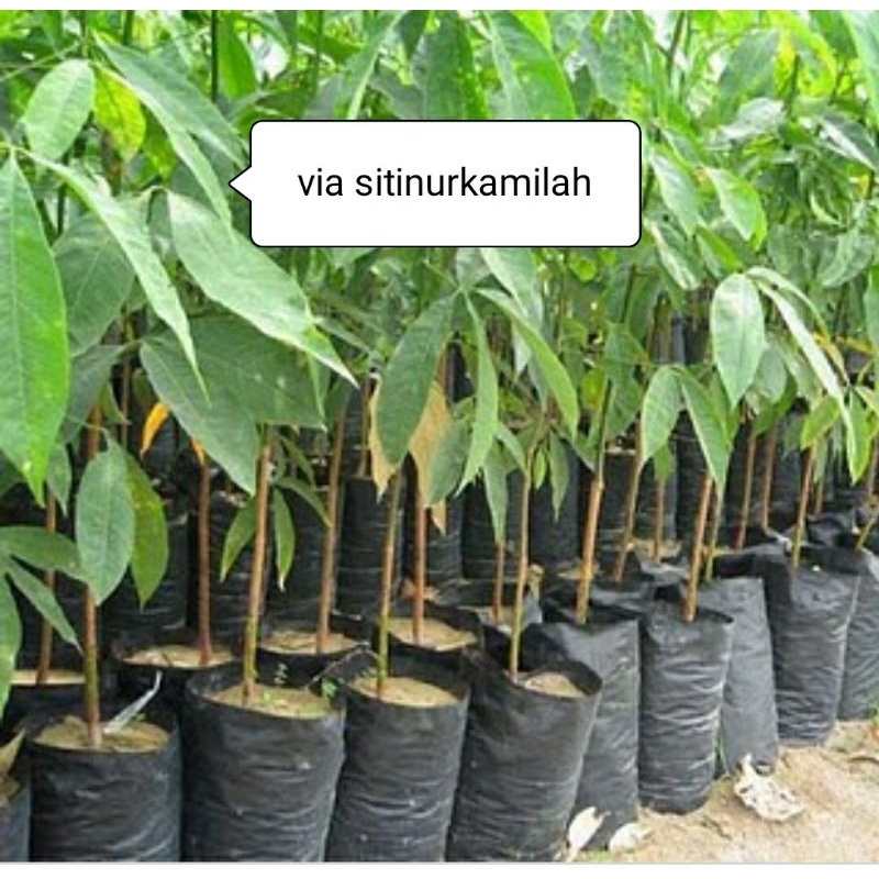 Jual bibit karet pohon karet super | Shopee Indonesia