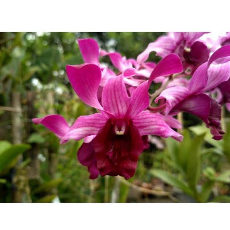 Jual Den. Red Raya Rimbun | Shopee Indonesia