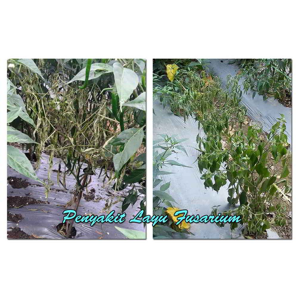 Jual Bio Fungisida Organik Trichoderma Biotek 100 Gram Pupuk Tricoderma ...