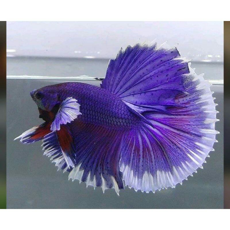 Jual ikan cupang hm lavender big aer kualitas TOP+free packing | Shopee ...