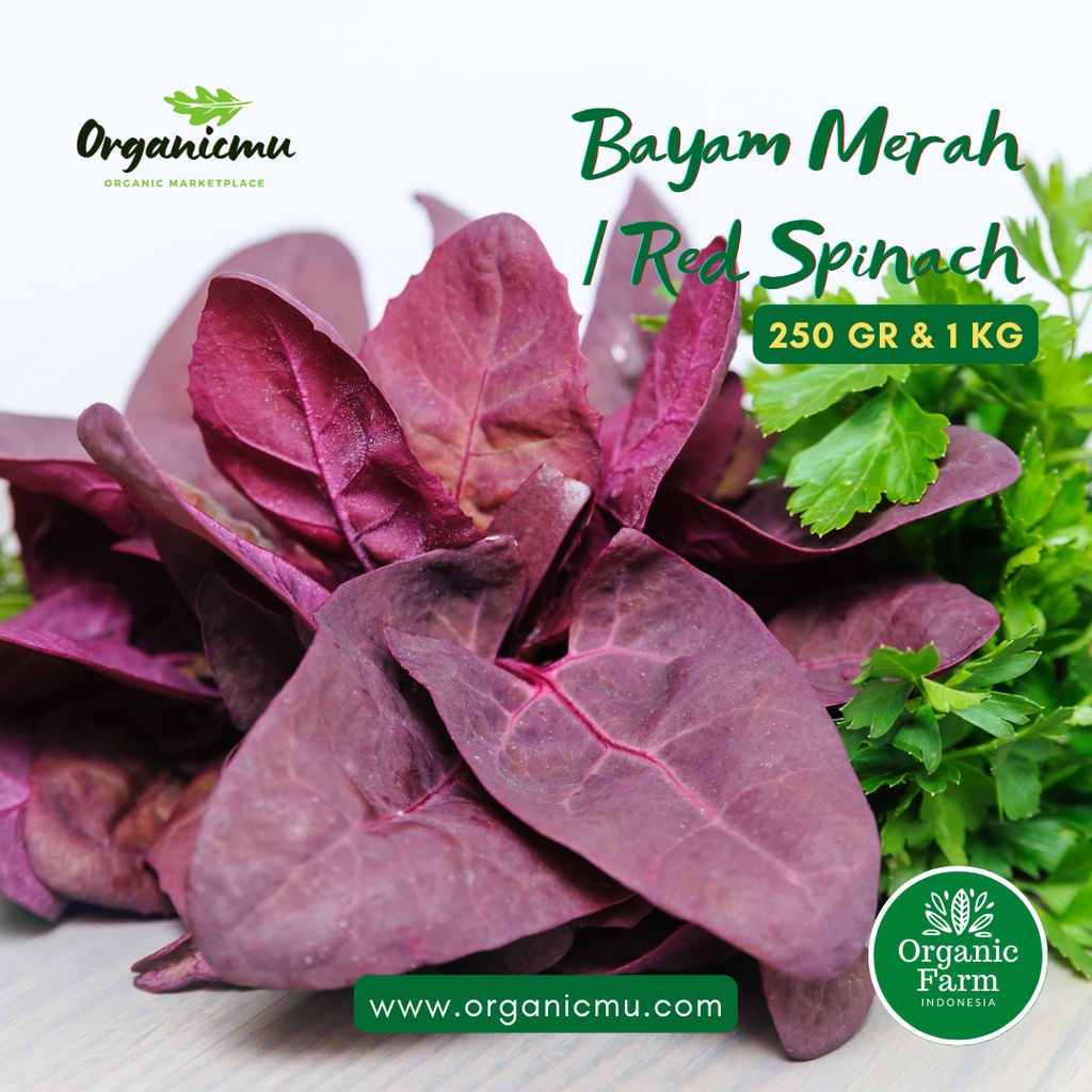 Jual Organicmu - Bayam Merah 1 kg | Shopee Indonesia