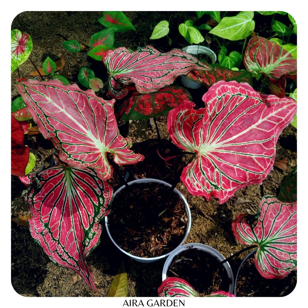 Jual Keladi Caladium Wayang REAL PICT - caladium thai beauty tanaman ...