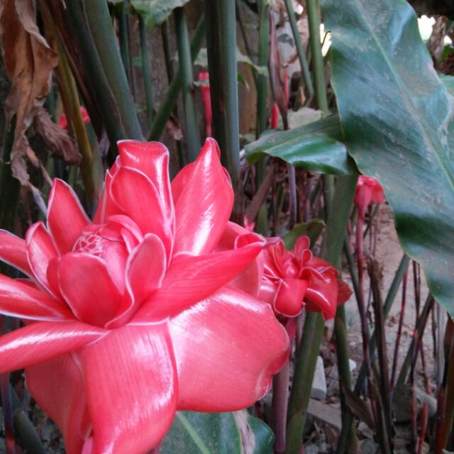 Jual Bunga kecombrang/ honje | Shopee Indonesia