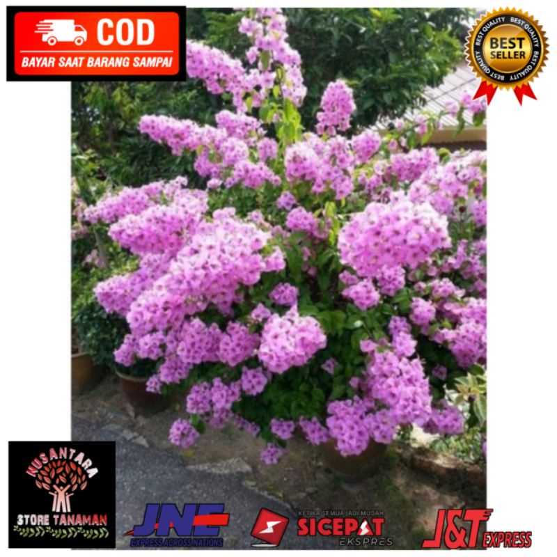 Jual TANAMAN HIAS BUGENVIL BUNGA KERTAS//EKOR MUSANG PURPEL CANTIK ...
