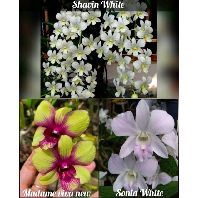 Jual Satu Paket Dendrobium ( Bunga Wangi ) | Shopee Indonesia