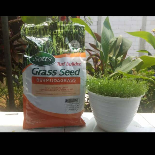 Jual Biji rumput jepang - benih rumput Jepang - bibit rumput Jepang ...