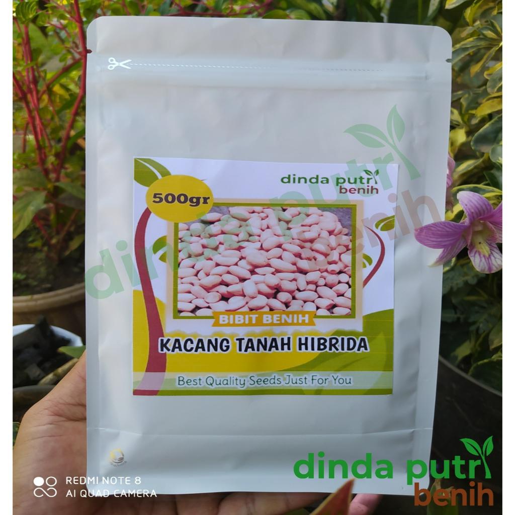 Jual Bibit /benih kacang tanah kulit putih varietas gajah/isi 500gram ...