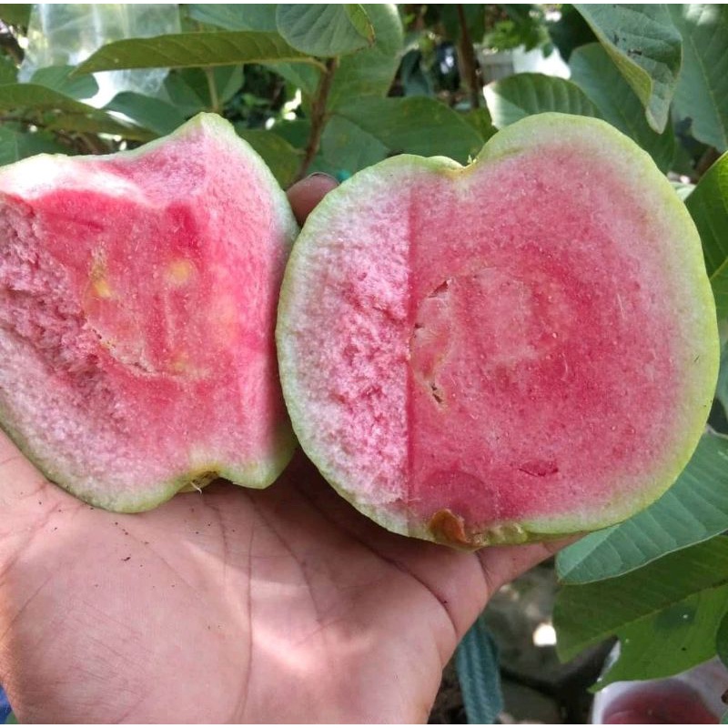 Jual Bibit Jambu Red Diamond Non Biji Okulasian Cepat Berbuah ( Beli 10 ...