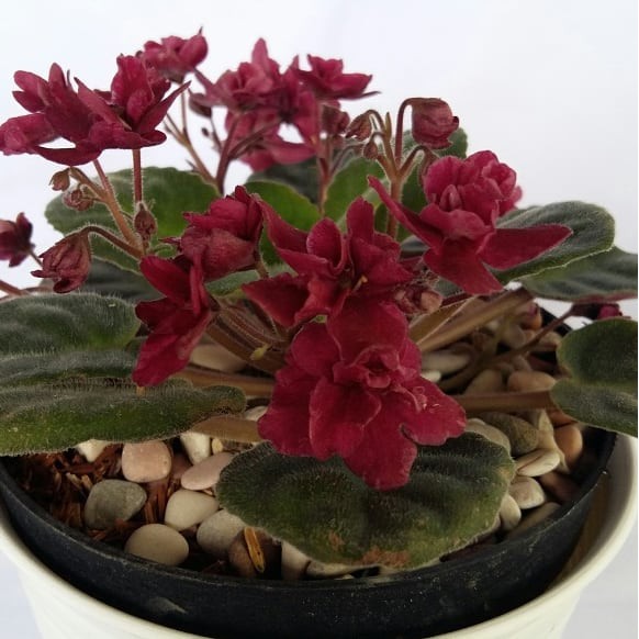 Jual Tanaman Hias Hidup Bunga Violces - Bunga African Violet | Shopee ...