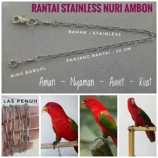 Jual Nuri Ambon Terlengkap & Harga Terbaru Juli 2024 | Shopee Indonesia