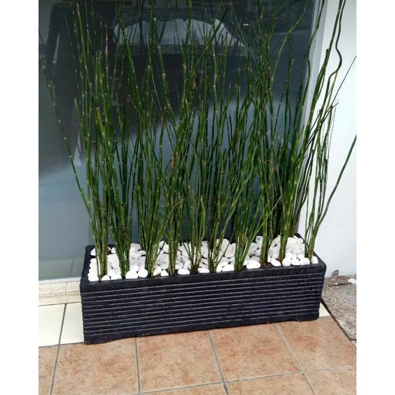 Jual Tanaman hias air bambu air-tanaman pot bambu air-tanaman hias ...