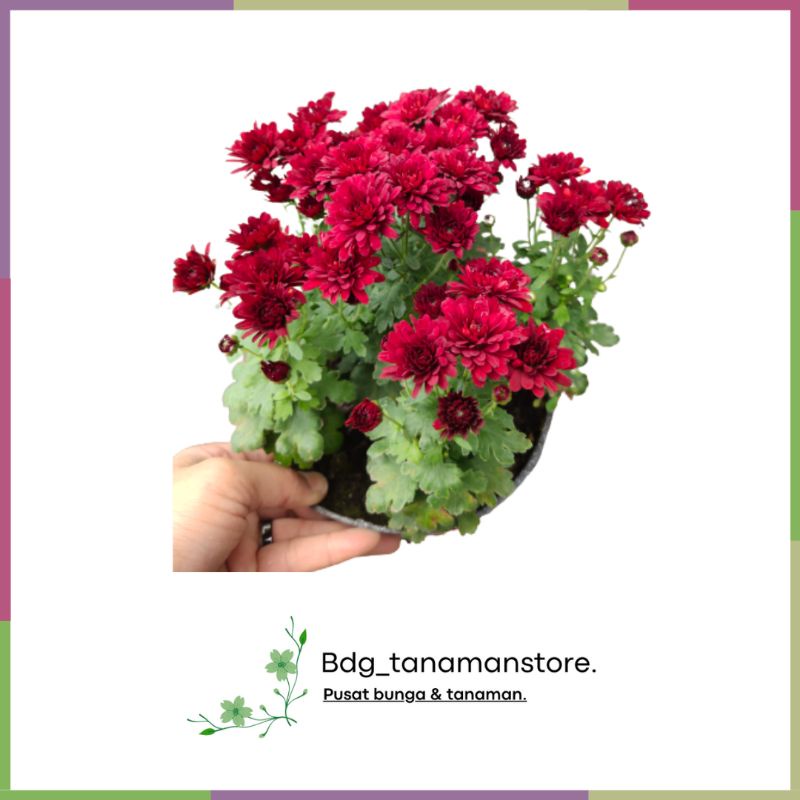 Jual TANAMAN BUNGA KRISAN SERUNI ASTER MERAH KECIL KUALITAS SUPER ...