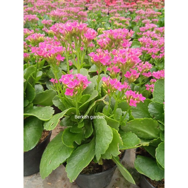 Jual Tanaman Hias kalanchoe pink / cocor Bebek pink | Shopee Indonesia