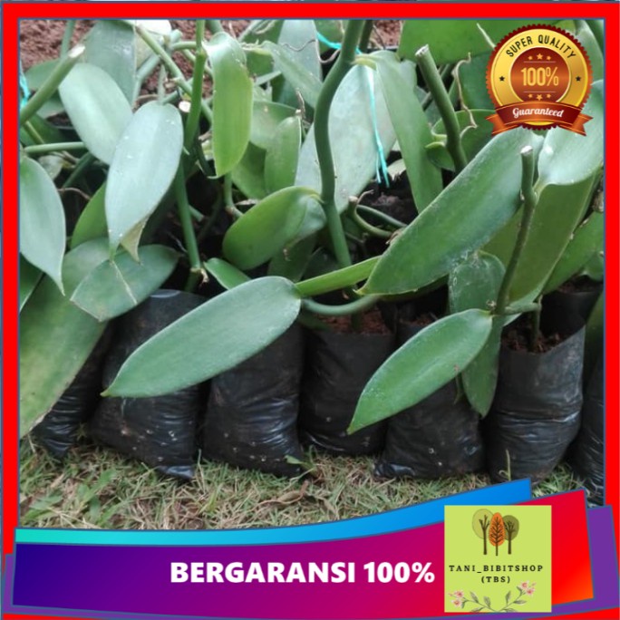 Jual BIBIT STEK PANILI UNGGUL | Shopee Indonesia