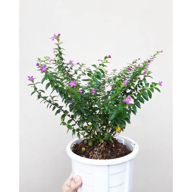 Jual taiwan beauty / bunga seribu bintang| tanaman hias hidup | Shopee ...