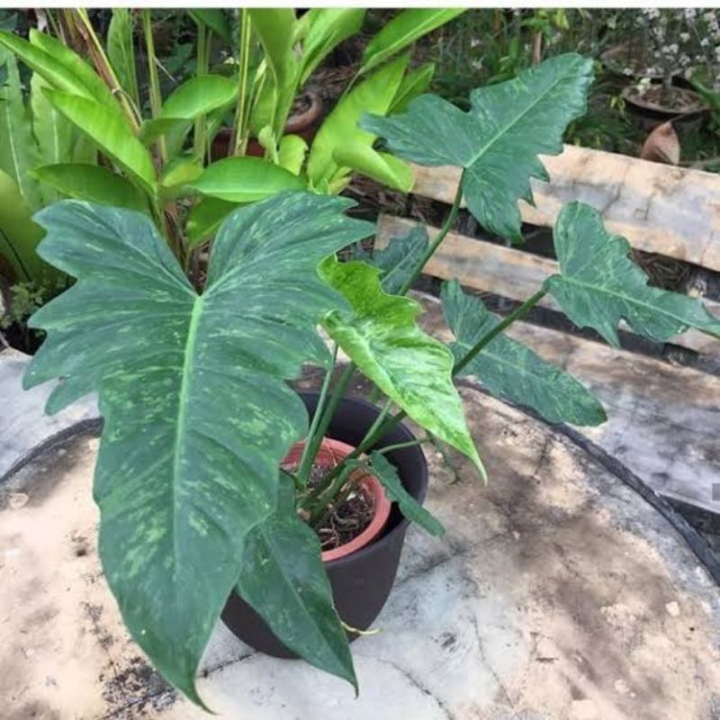 Jual tanaman hias philodendron dragon, hiasan tanaman pot, hiasan taman ...