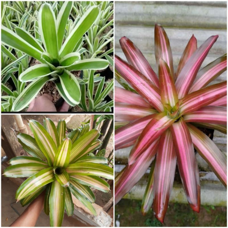 Jual Jual paket 3 jenis tanaman bromelia - tanaman hias bromelia ...