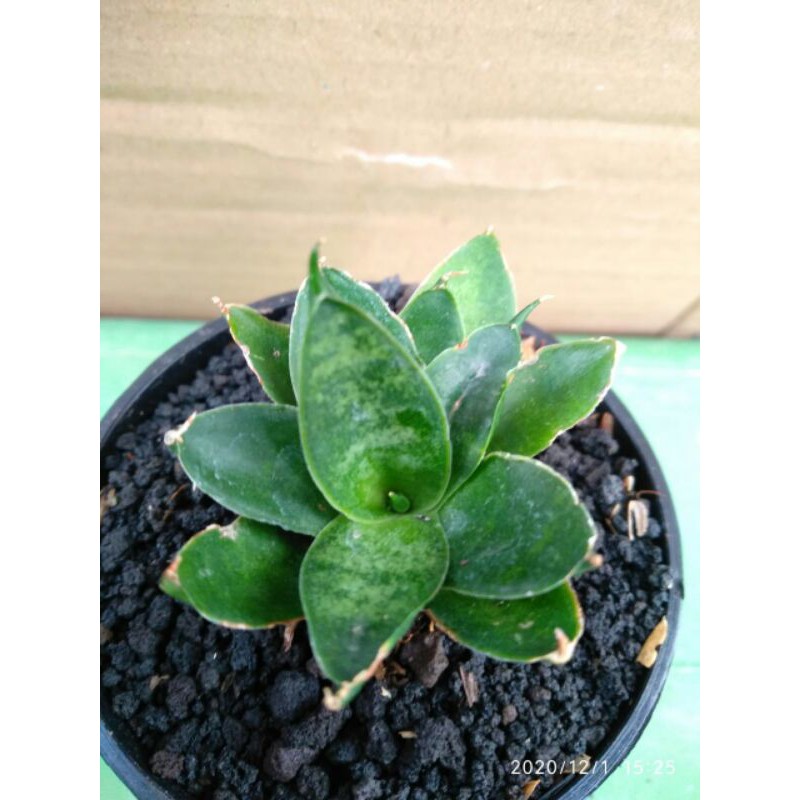 Jual Tanaman hias mini sansevieria / sansivera hybrid kalpataru ...