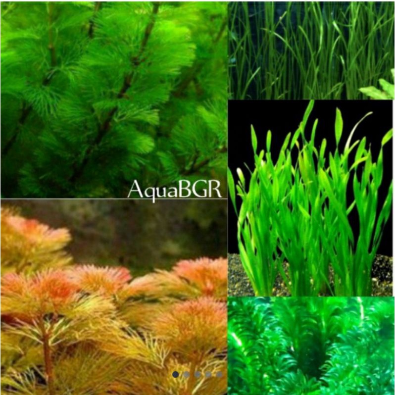 Jual dutch style mix 5 jenis daun air low co2 aquascape | Shopee Indonesia