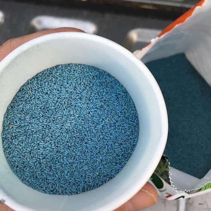 Jual Benih biji rumput bermuda grass - benih rumput taman dan | Shopee ...