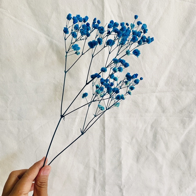 Jual Baby breath preserved / Bunga kering awetan Baby breath | Shopee ...