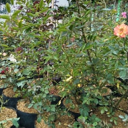 Jual Mawar Lokal Induk | Shopee Indonesia