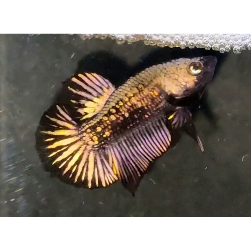 Jual Avatar Copper gold | Shopee Indonesia