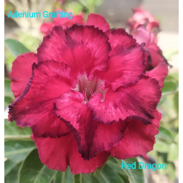 Jual Adenium bunga tumpuk "Super Red" | Shopee Indonesia