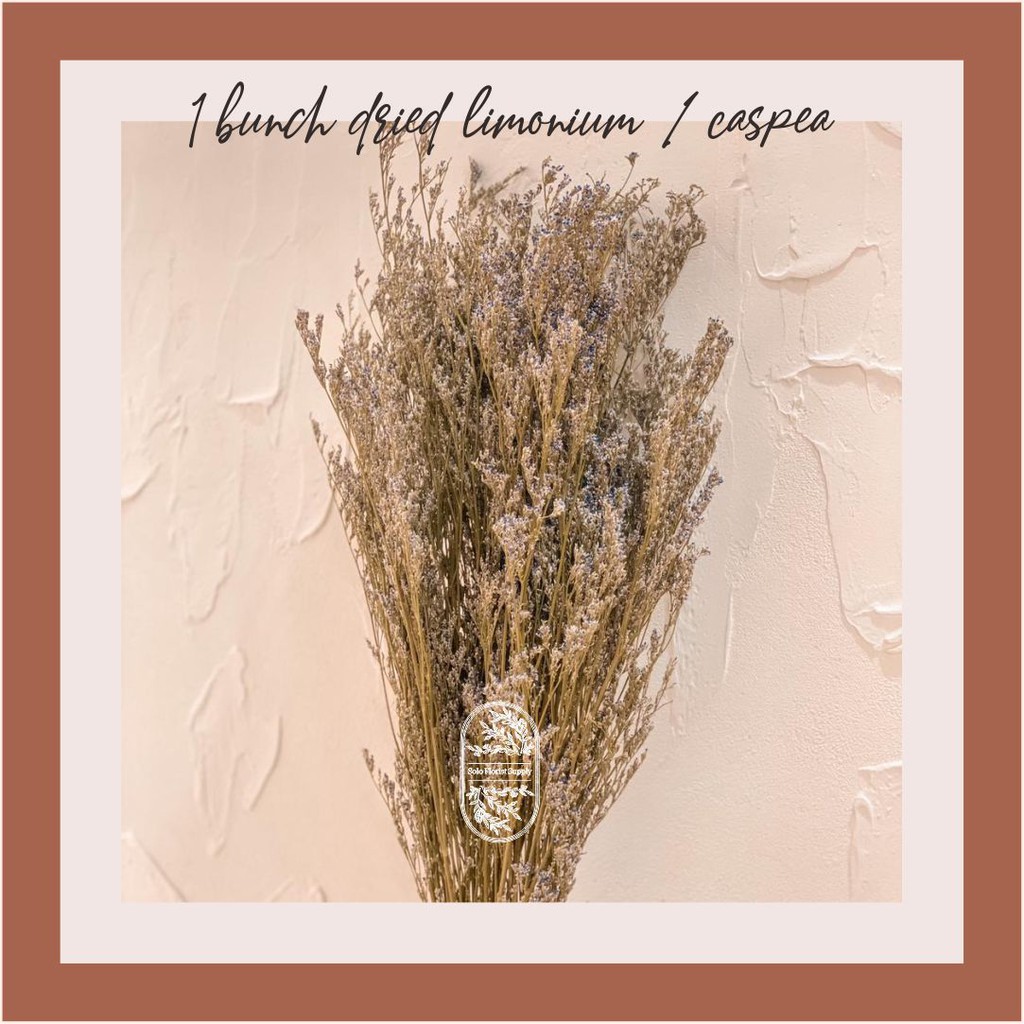 Jual Bunga Kering Caspea Lovergrass Limonium Dried Flower Hisan Bunga