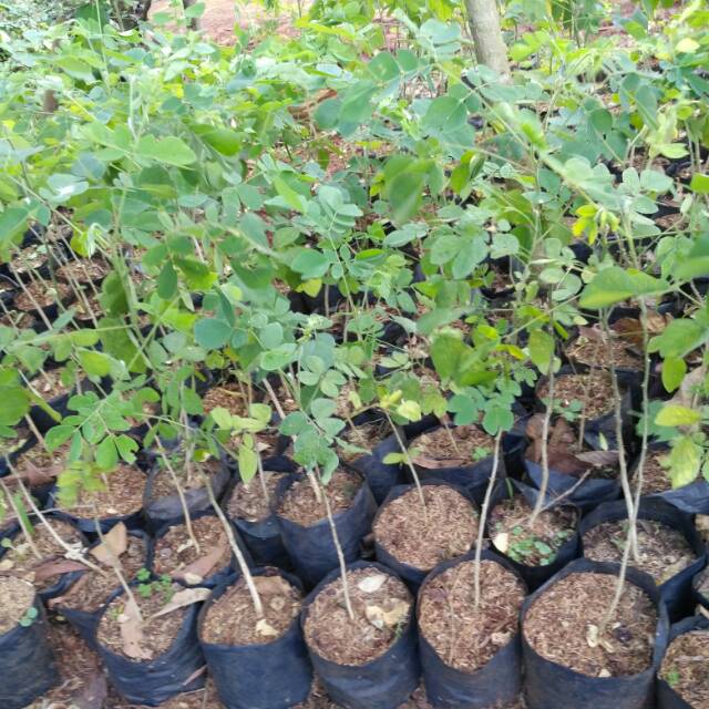 Jual Bibit tanaman terembesi trembesi | Shopee Indonesia