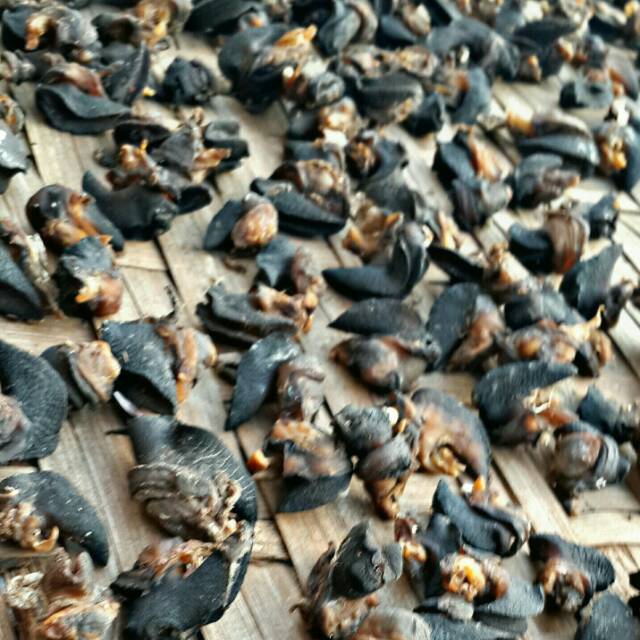 Jual Daging Bekicot 02 Kering istimewa | Shopee Indonesia