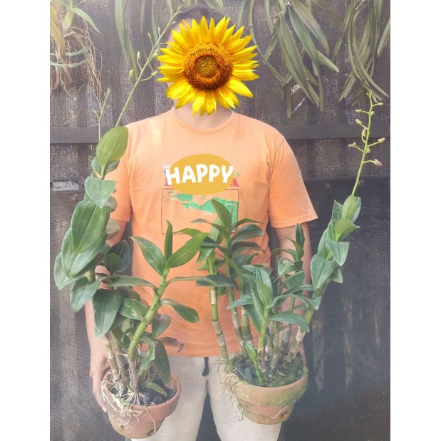 Jual Dendrobium Thailand Bulat/Dendrobium Bulat/Dendrobium kupukupu ...