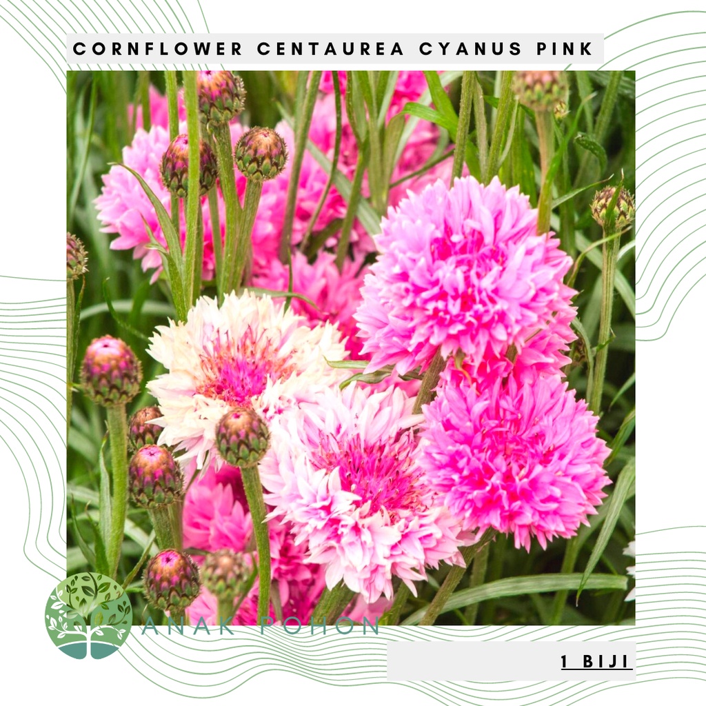 Jual Benih Bibit Biji - Bunga Cornflower Centaurea Cyanus Pink Flower ...