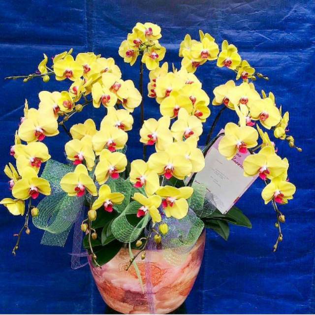 Jual Karangan Bunga Meja Anggrek Bulan Segar Free Kartu Ucapan Dan Free ...