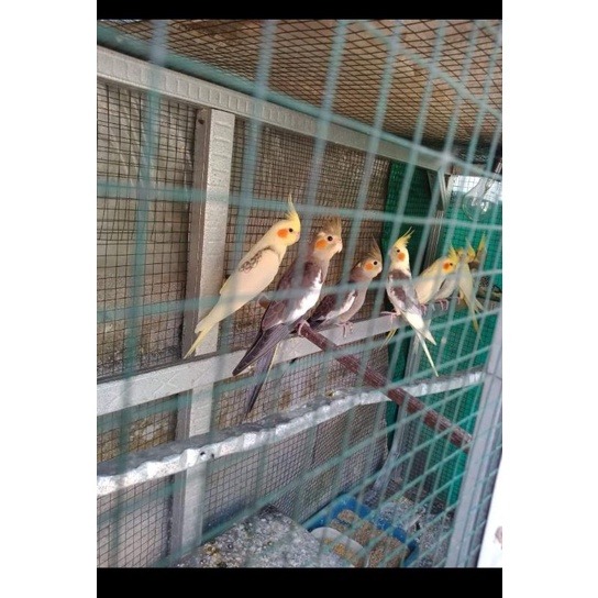 Jual Burung Falk/Parkit Australia Mandiri | Shopee Indonesia