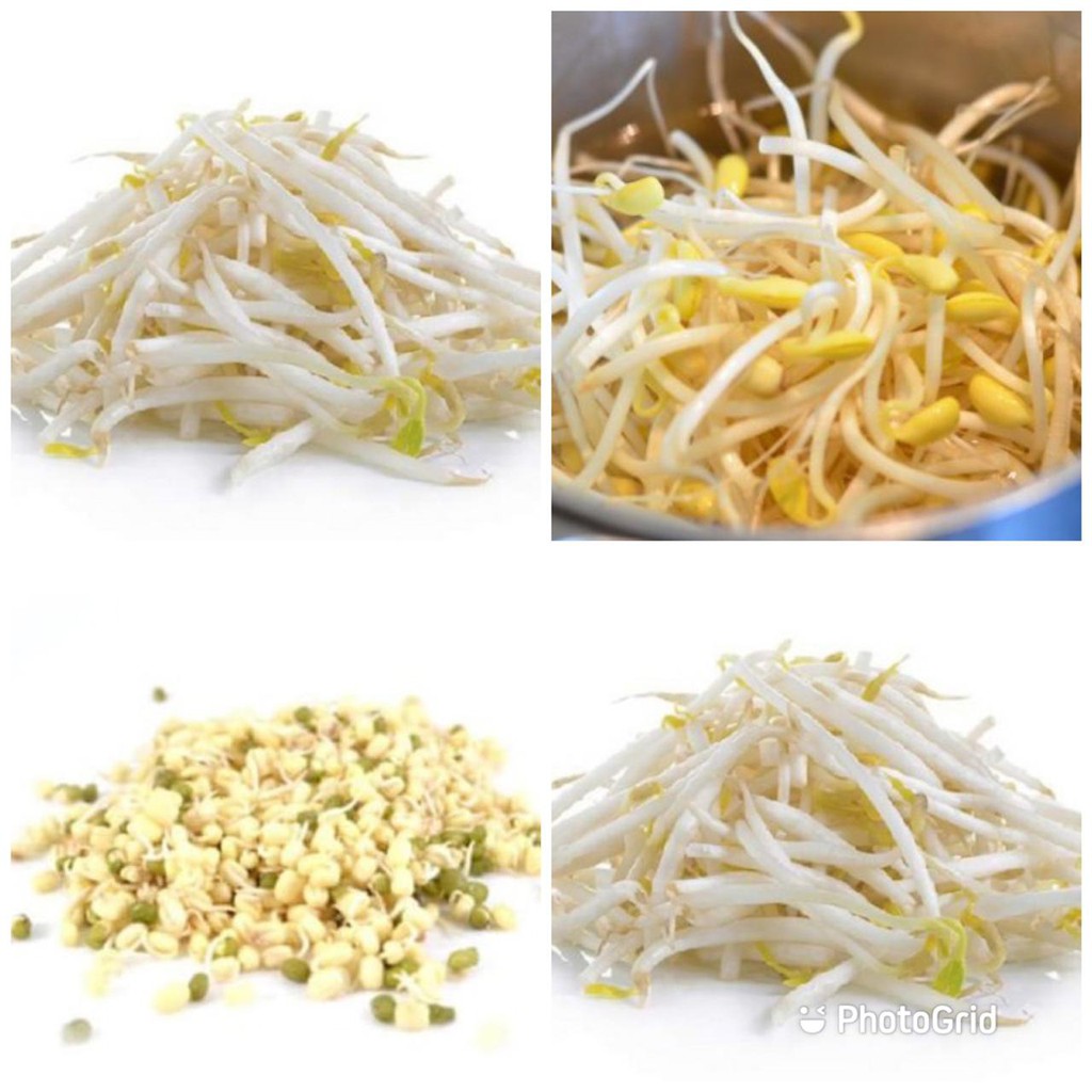 Jual Tauge Kedelai / Tauge Kacang Hijau / Tauge Rawon / Toge | Shopee ...