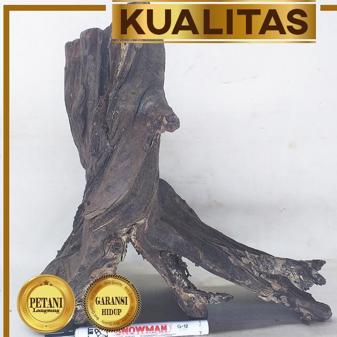 Jual Kayu Bakau Aquascape Non Akar Paduan Tanaman Hias Aquarium XL ...