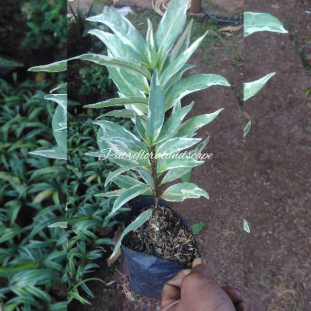 Jual Tanaman hias gandarusa-pohon gandarusa-gandarusa | Shopee Indonesia