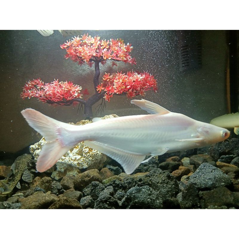 Jual Ikan PATIN ALBINO | Shopee Indonesia