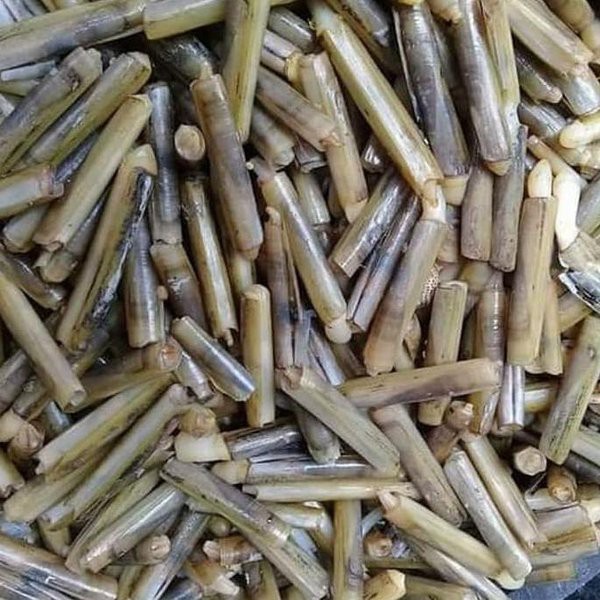 Jual Kerang bambu frozen beku seafood | Shopee Indonesia